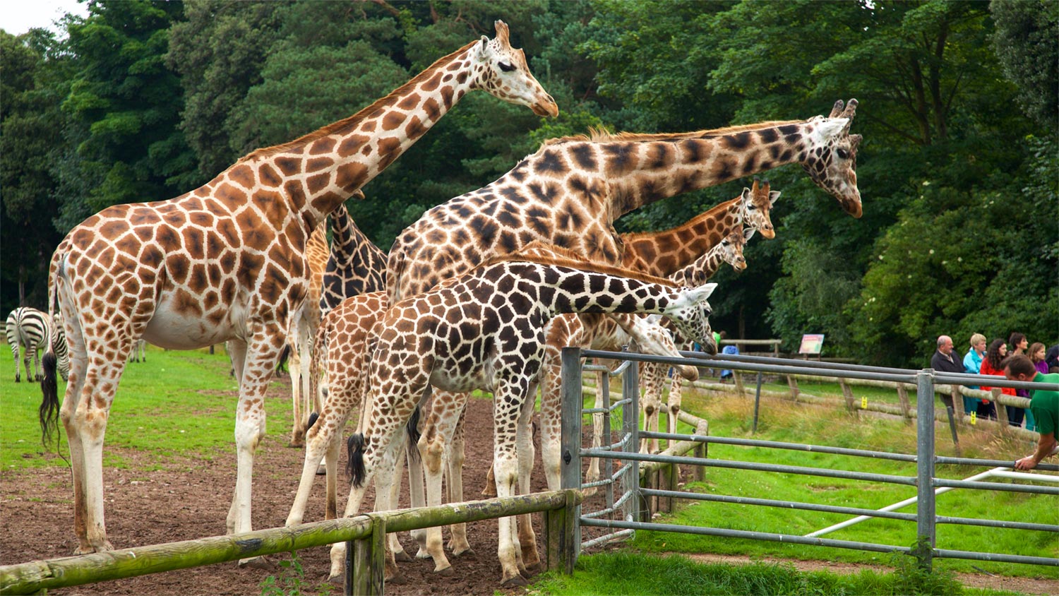 Fota Wildlife Park - Cork Convention Bureau